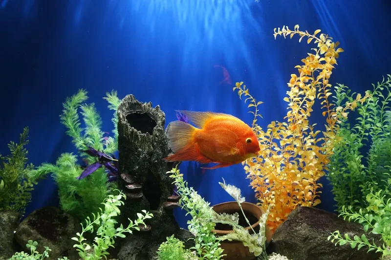 Clownfish Care Guide: Saltwater Setup, Anemones & Pairing | Tank Doc